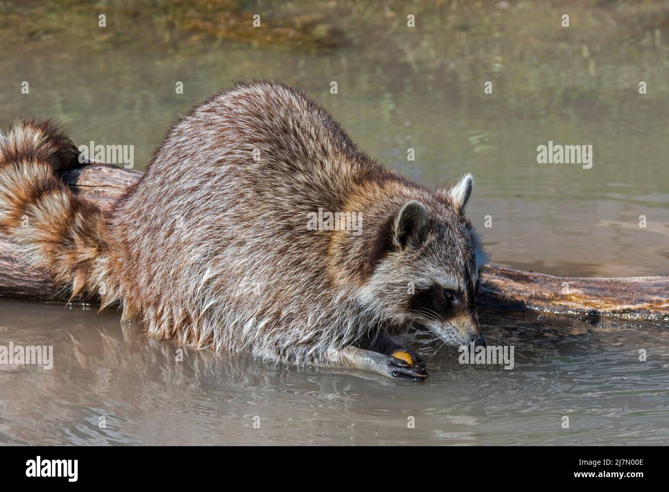 Common raccoon (Procyon lotor) washing food in water of stream ...