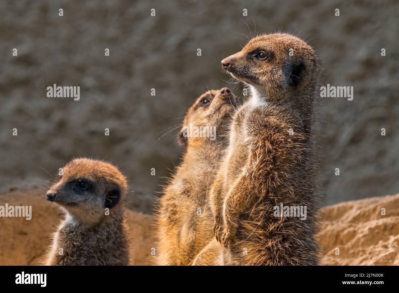 Group family hi-res stock photography and images - Alamy
