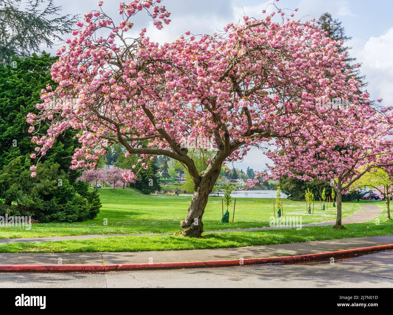 Cherry trees bloom along the road at Seward Park in Washington State ...