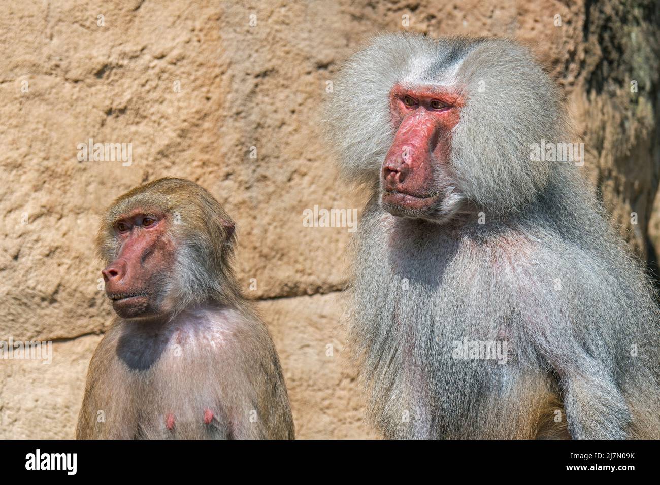Baboon couple wildlife africa hi-res stock photography and images - Alamy