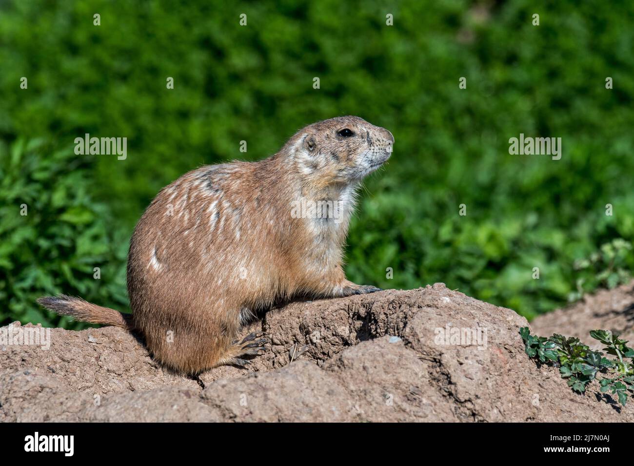 Black-tailed prairie dog (Cynomys ludovicianus) native to the Great ...