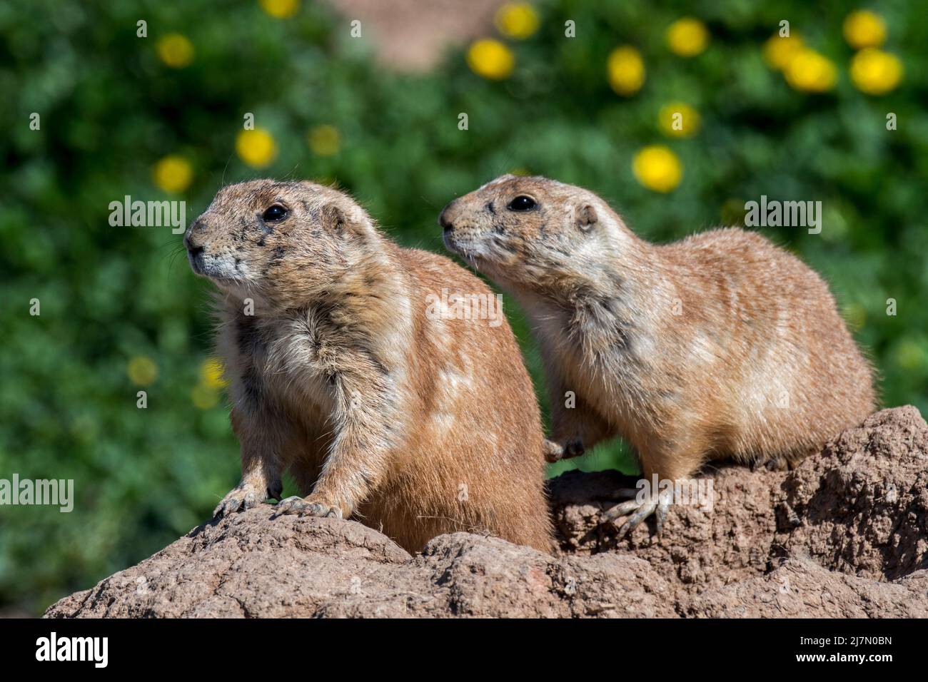 Black-tailed prairie dogs (Cynomys ludovicianus) native to the Great ...