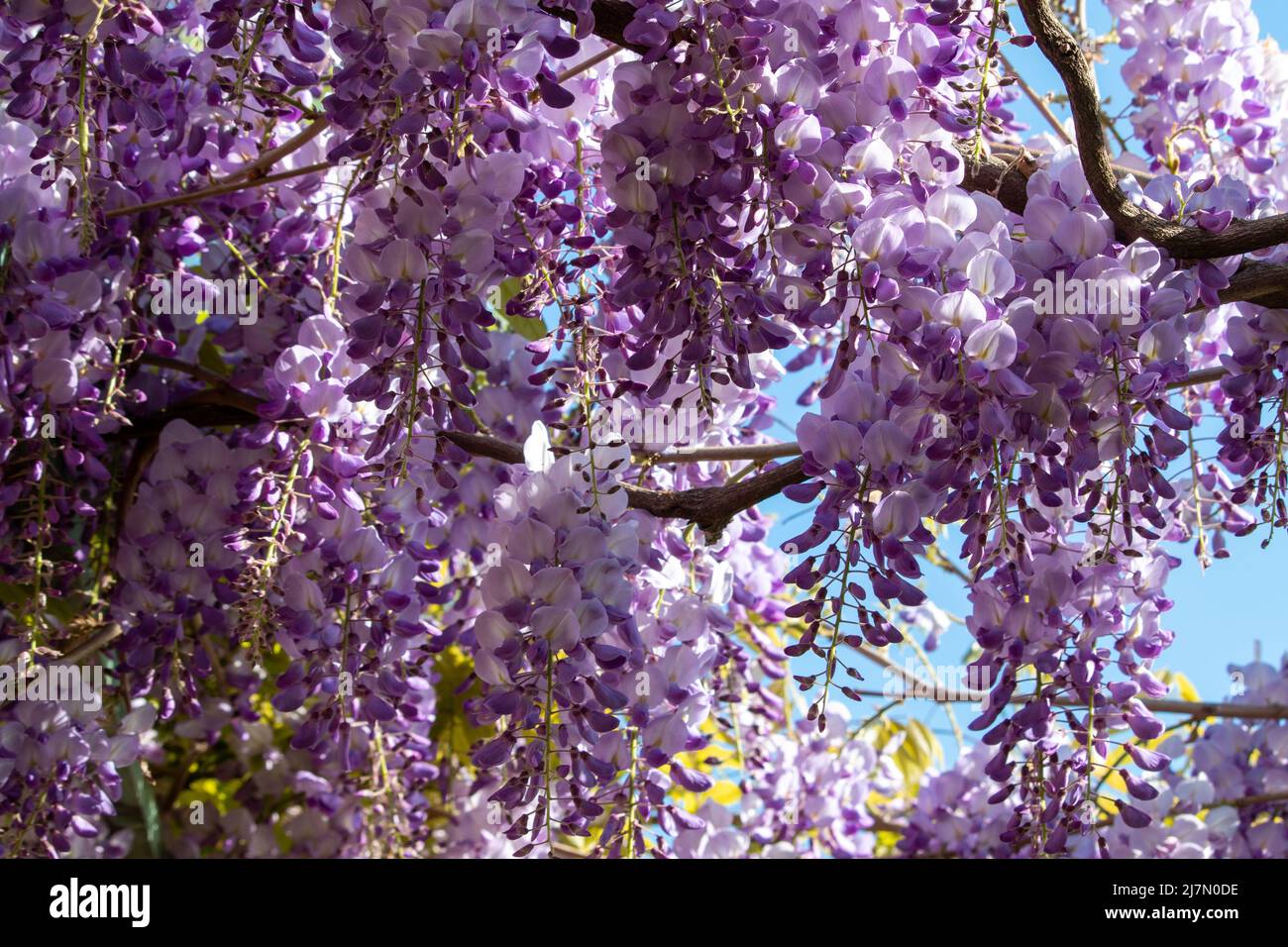 Flowers grow upwards hi-res stock photography and images - Alamy