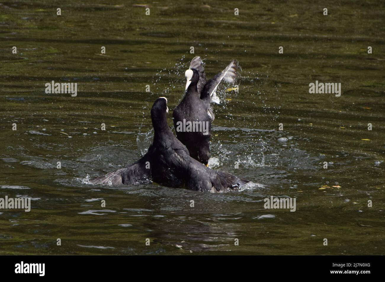Two fighting black coot fulica hi-res stock photography and images - Alamy