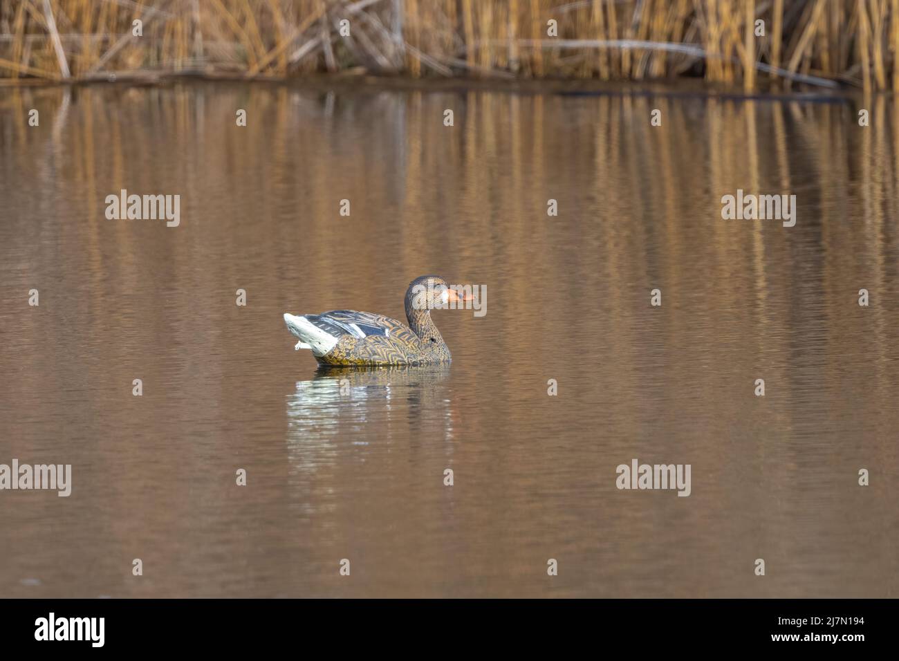 Plastic Mallard Duck Floating on a Pond for Hunting Stock Photo - Alamy