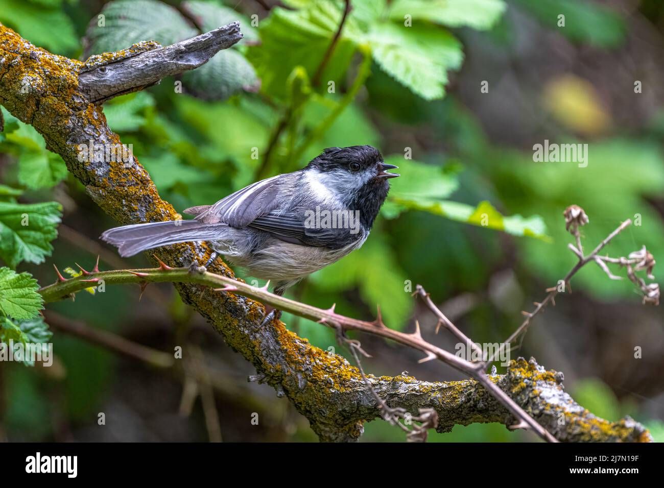 Washington state black capped hi-res stock photography and images - Alamy