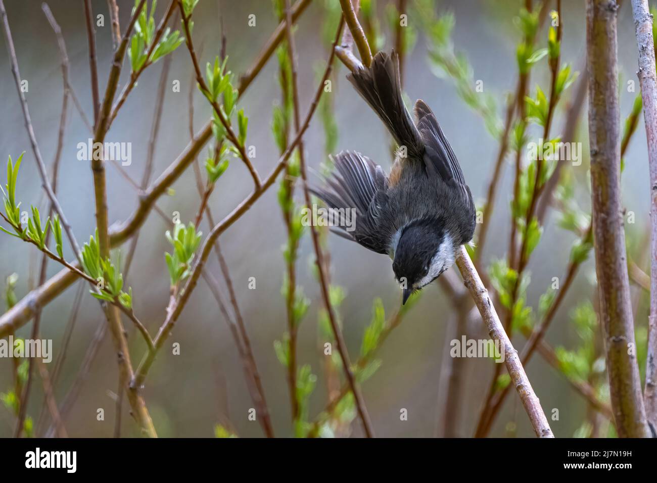 Washington state black capped hi-res stock photography and images - Alamy