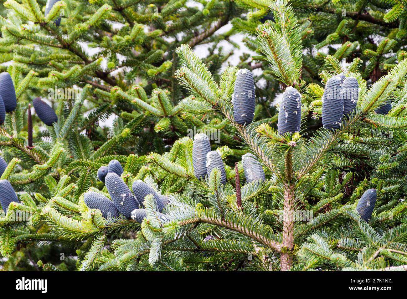 Prostrate Evergreen Shrub High Resolution Stock Photography and Images ...