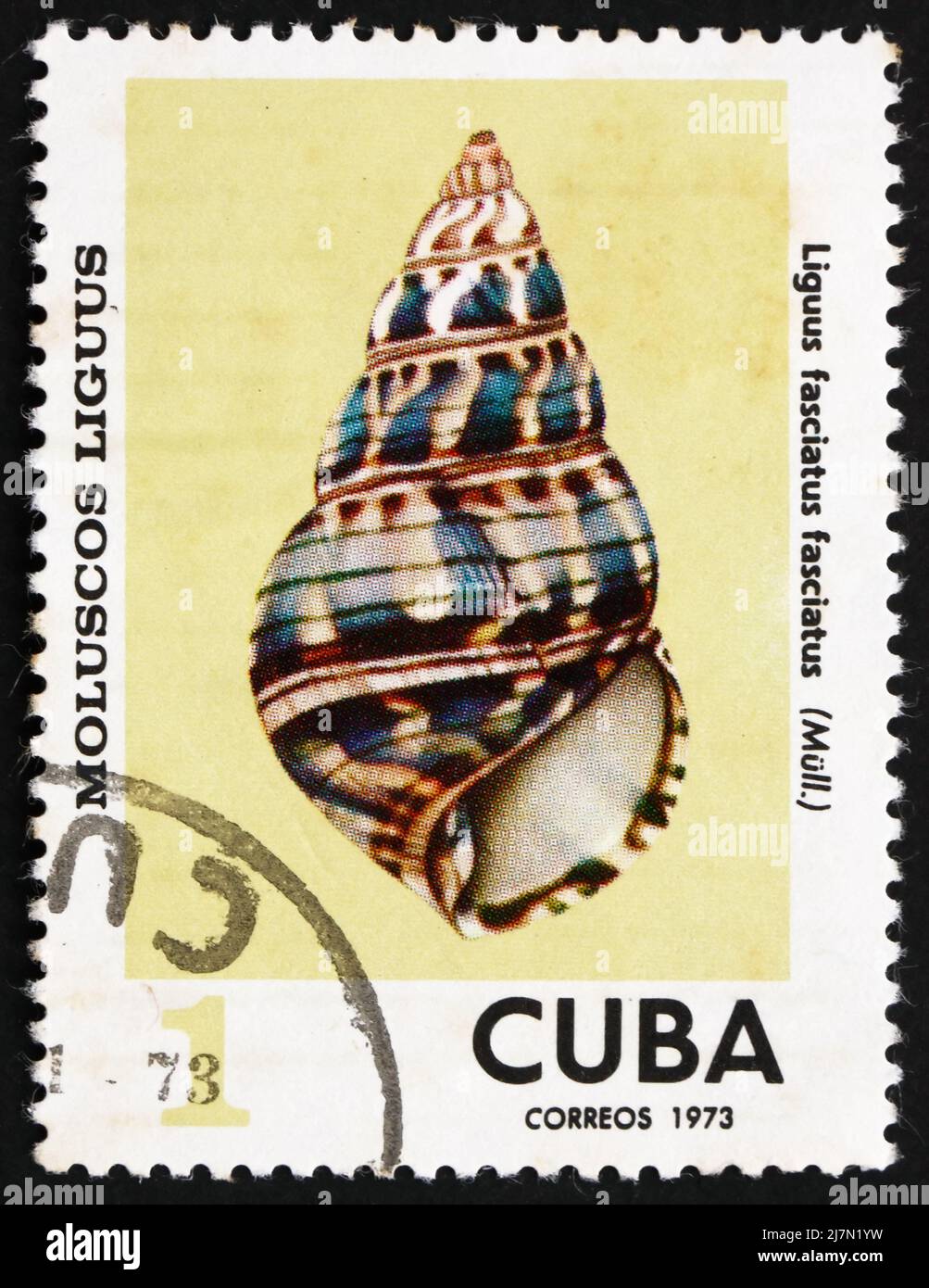CUBA - CIRCA 1973: a stamp printed in the Cuba shows Liguus Fasciatus ...