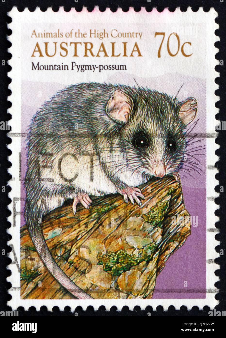 Australian mountain pygmy possum hi-res stock photography and images ...