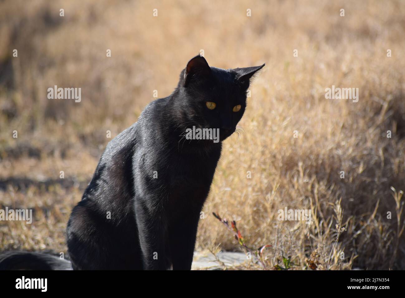 Yes, I am the cat's meow Stock Photo - Alamy