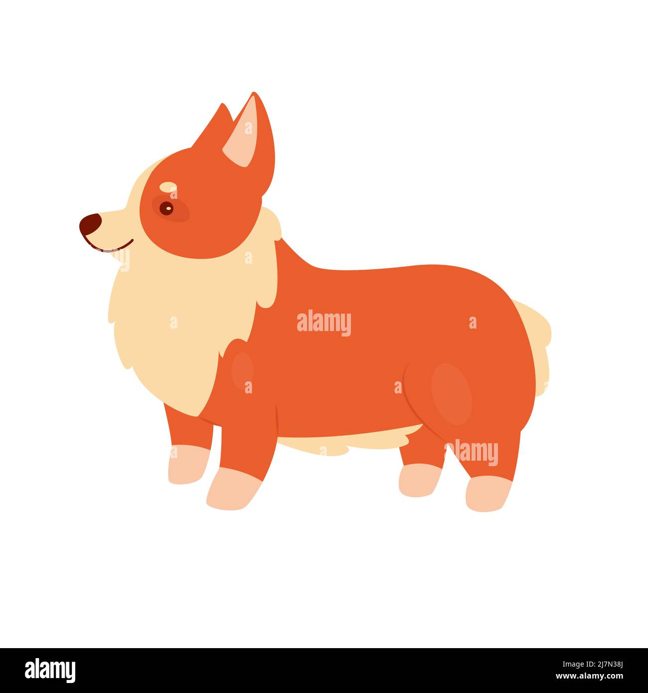 Cute corgi dog pet. Domestic lovely puppy, family friend, side view of ...