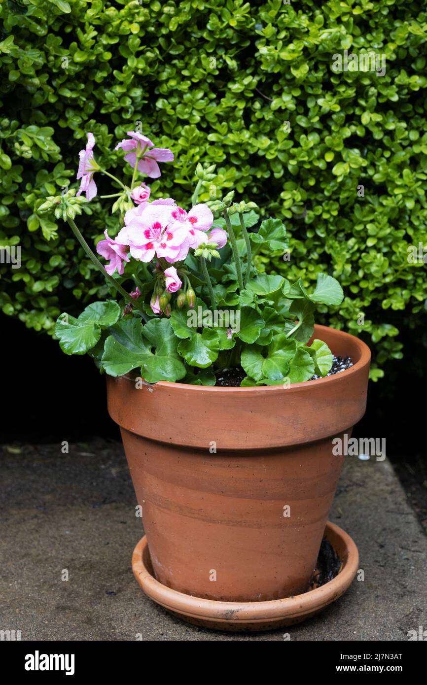 Calliope medium pink flame geranium plant in a clay pot Stock Photo - Alamy