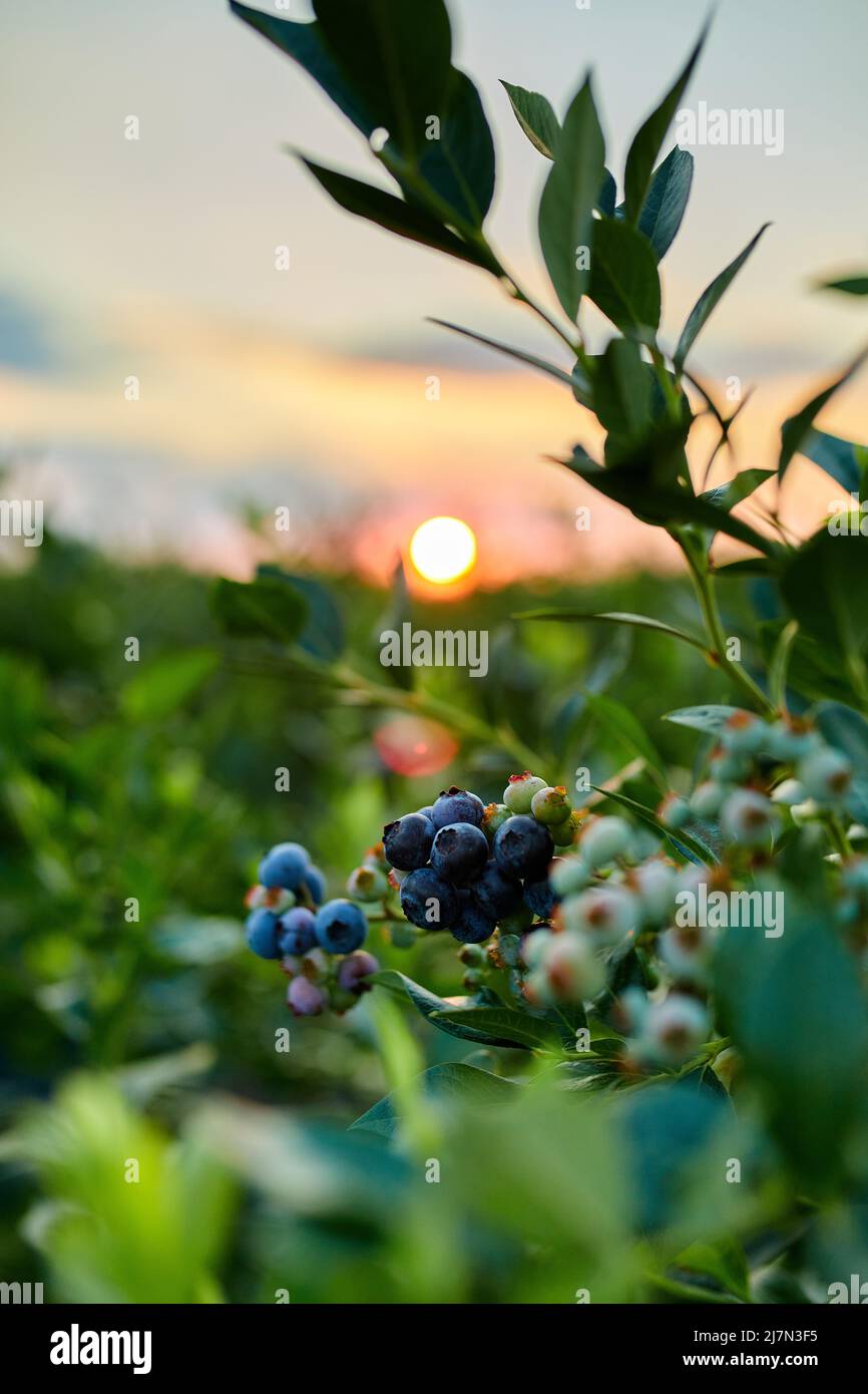 Blueberry bush on sunset, organic ripe with succulent berries, just ...
