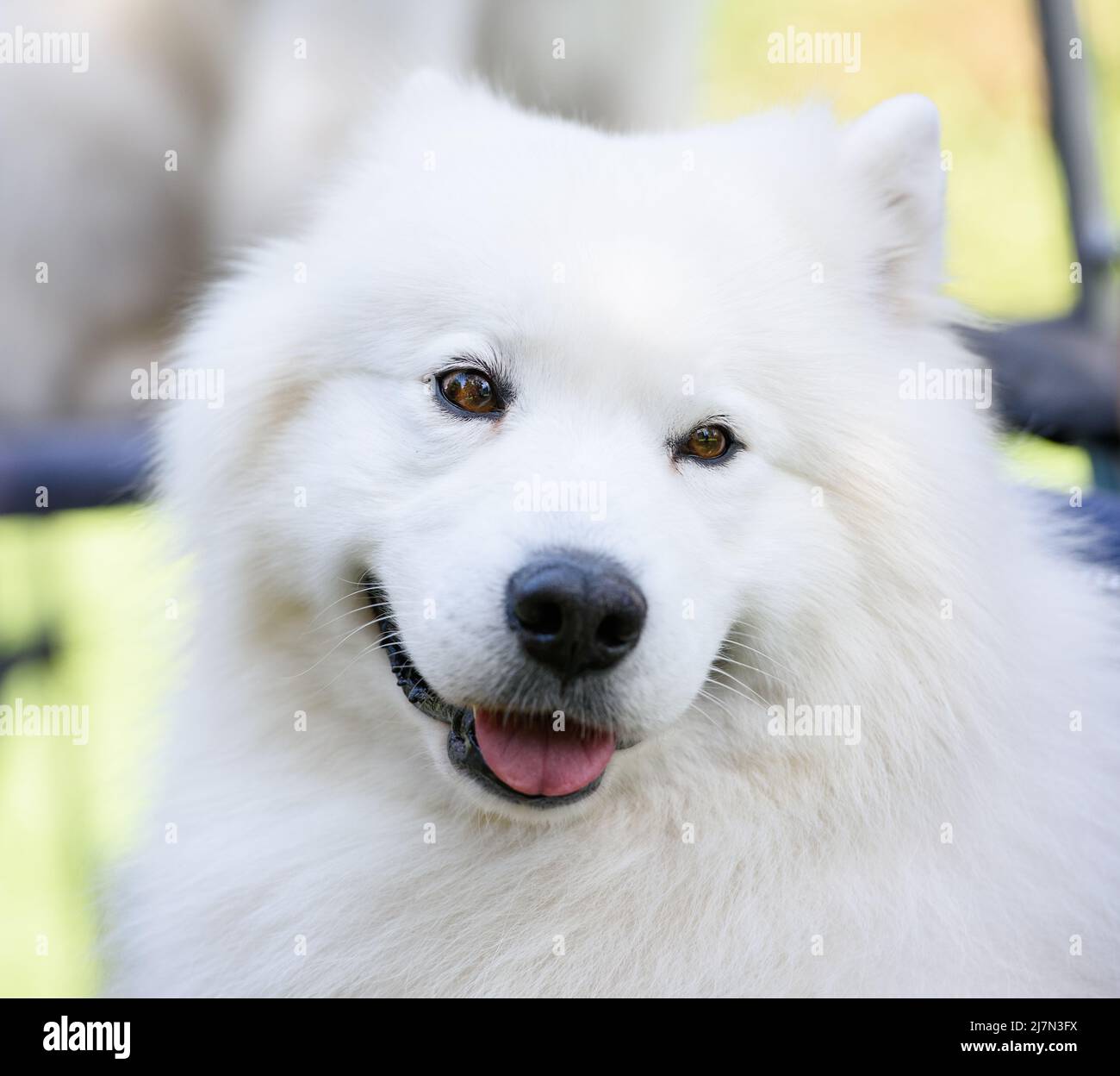 Samoyed breed grooming hi-res stock photography and images - Alamy