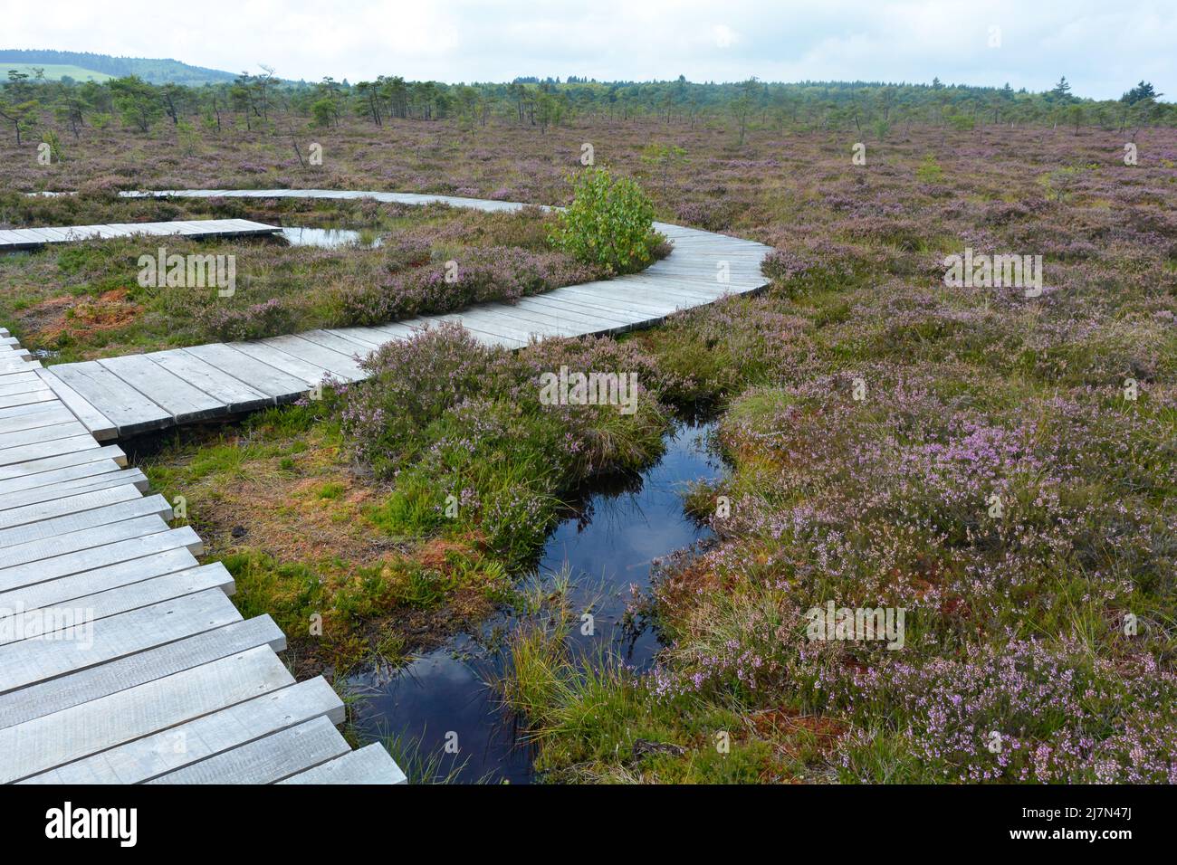 Black Moor in the Rhön, Bavaria, Germany, in autumn with a new wooden ...