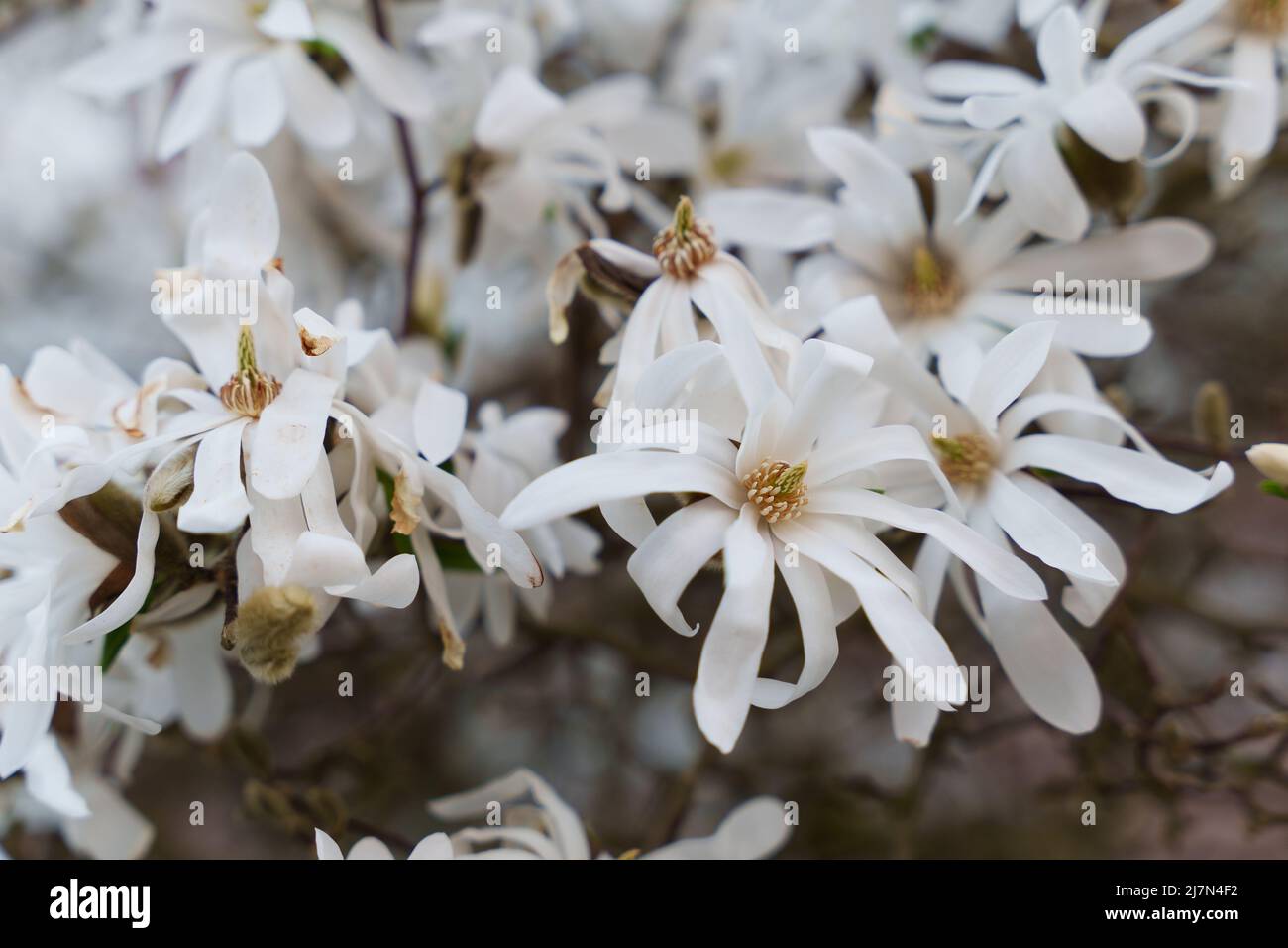Magnolia stellata tree hi-res stock photography and images - Alamy