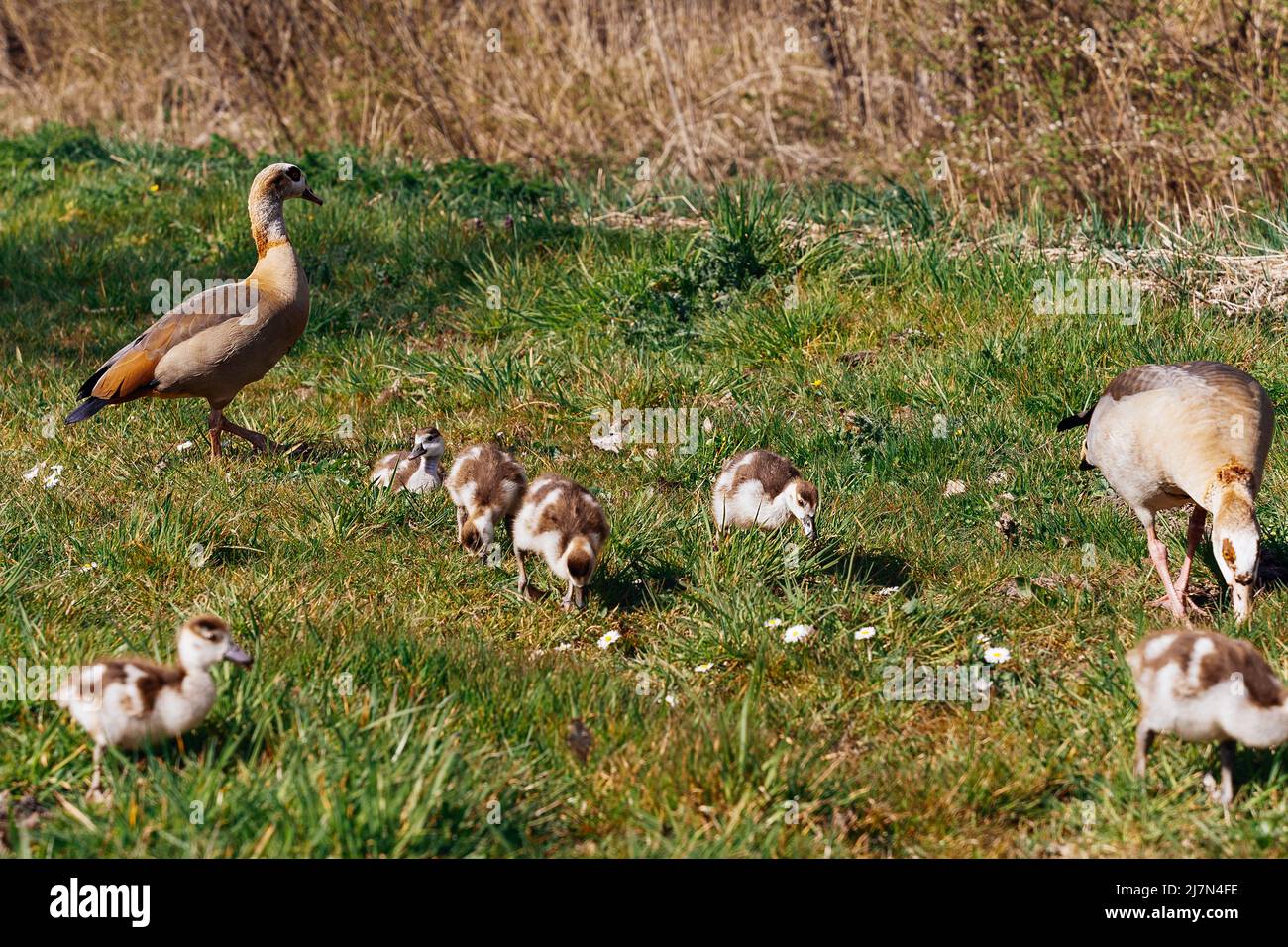 Egyptian goose family in the wild. The female, male and goslings of the ...