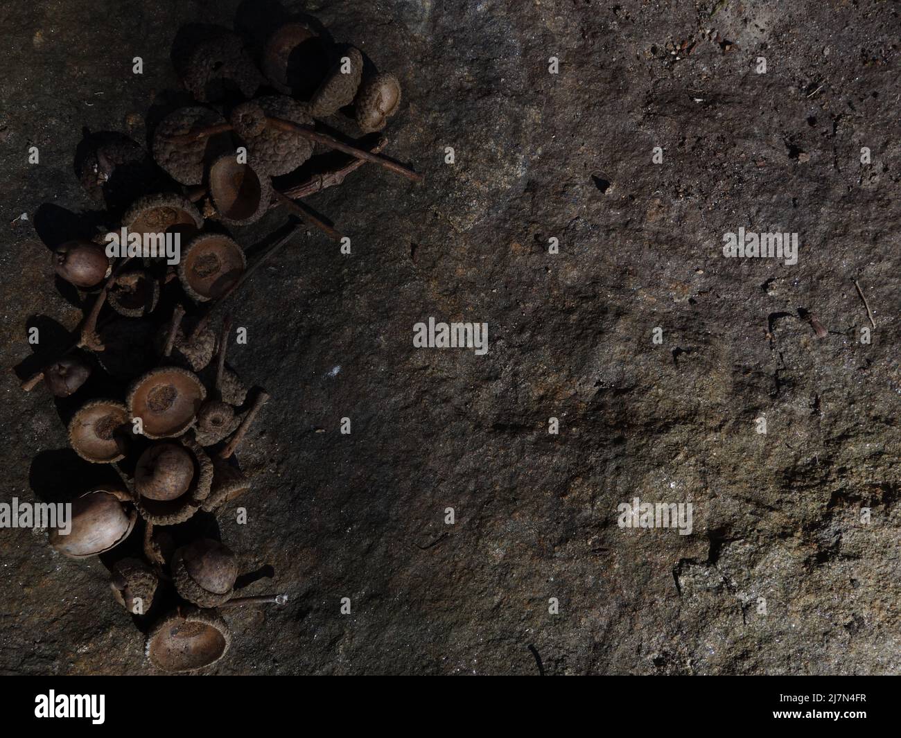 Acorn remnants placed together on a stone, a beautiful decoration ...