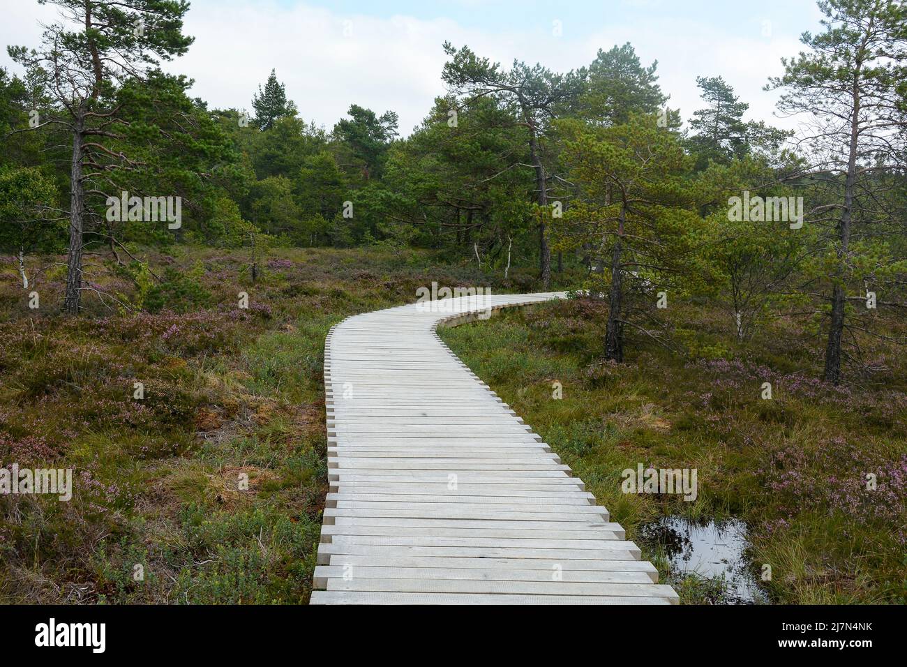Black moor in the Rhoen, Bavaria, Germany, in autumn with a new moor ...