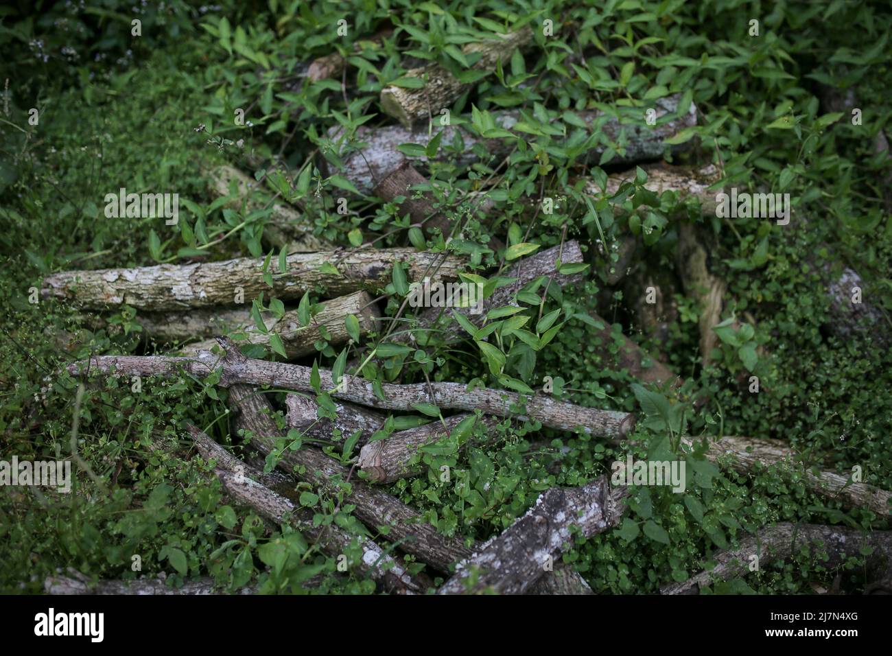 trash near the house and started to decompose Stock Photo - Alamy