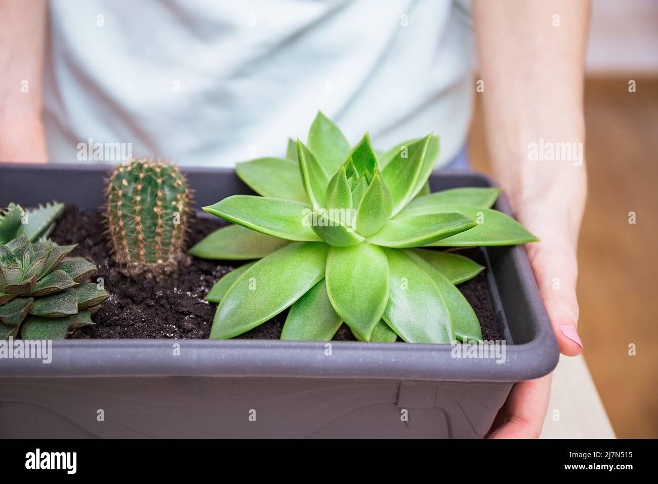 Woman sprays succulent leaves from dust from a spray bottle. Houseplant ...