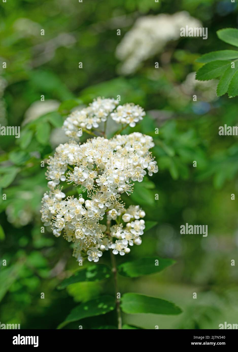 Flowering mountain ash, Sorbus aucuparia, in spring Stock Photo - Alamy