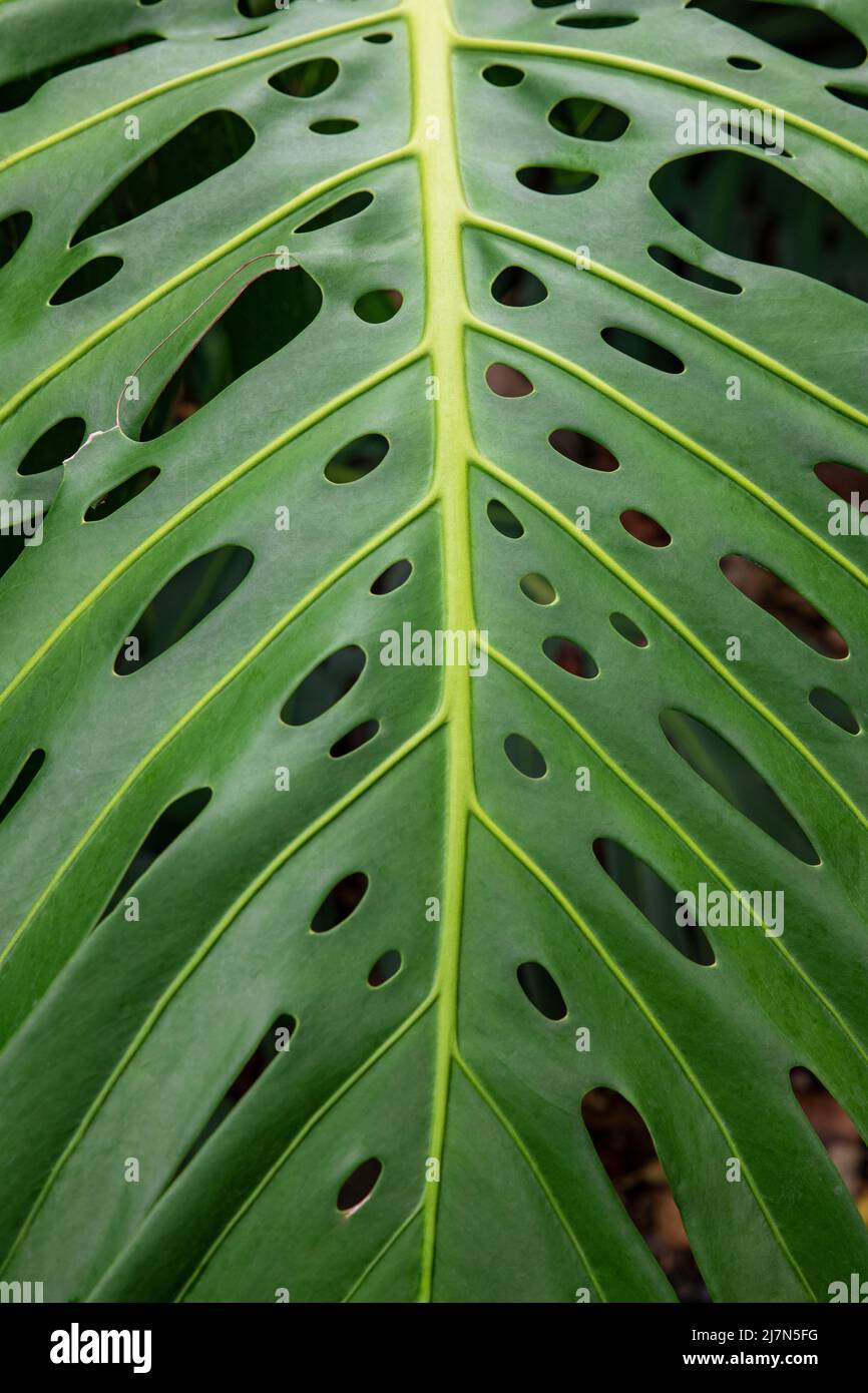 Close-up of intricate oval perforations of a monstera leaf, a lush ...