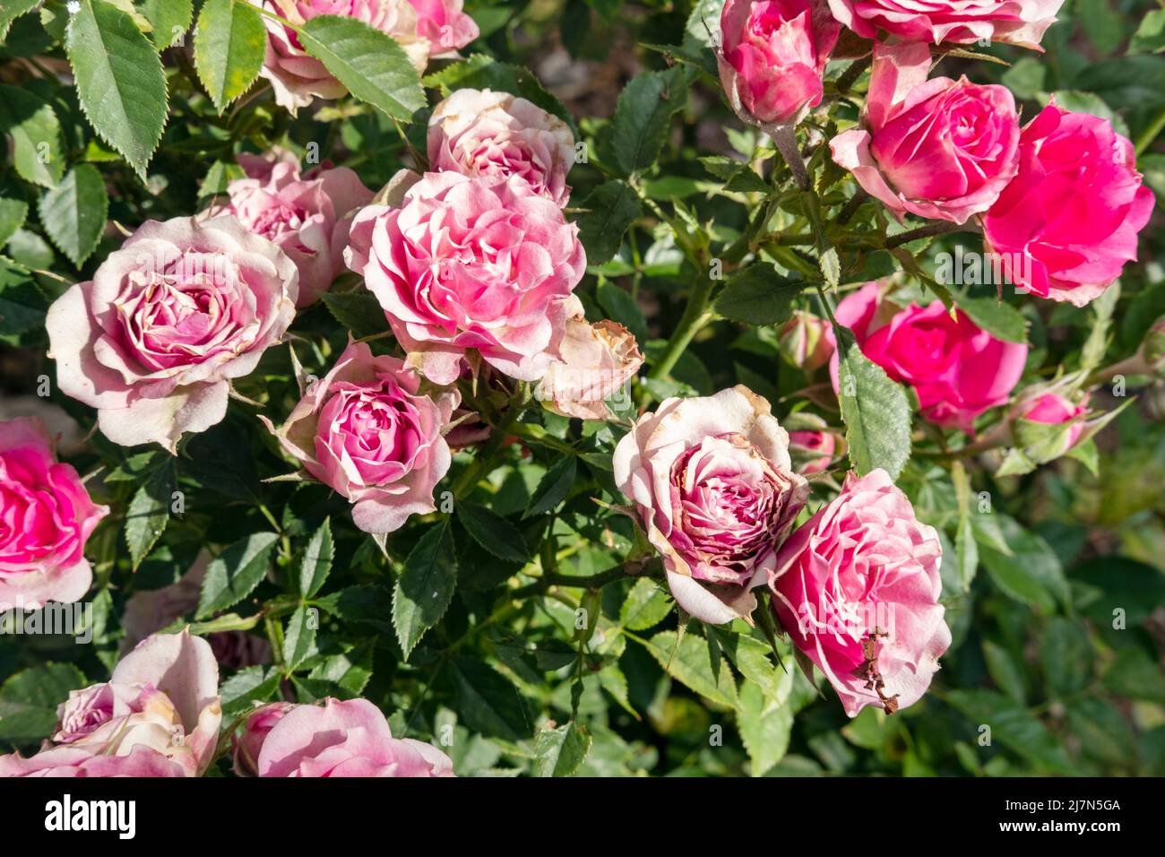Rose bloom stages hi-res stock photography and images - Alamy