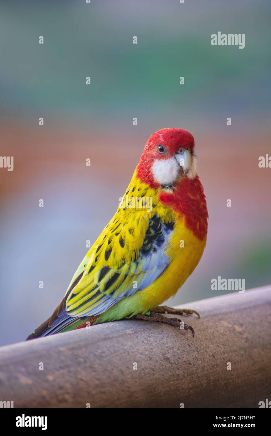 Red Eastern Rosella