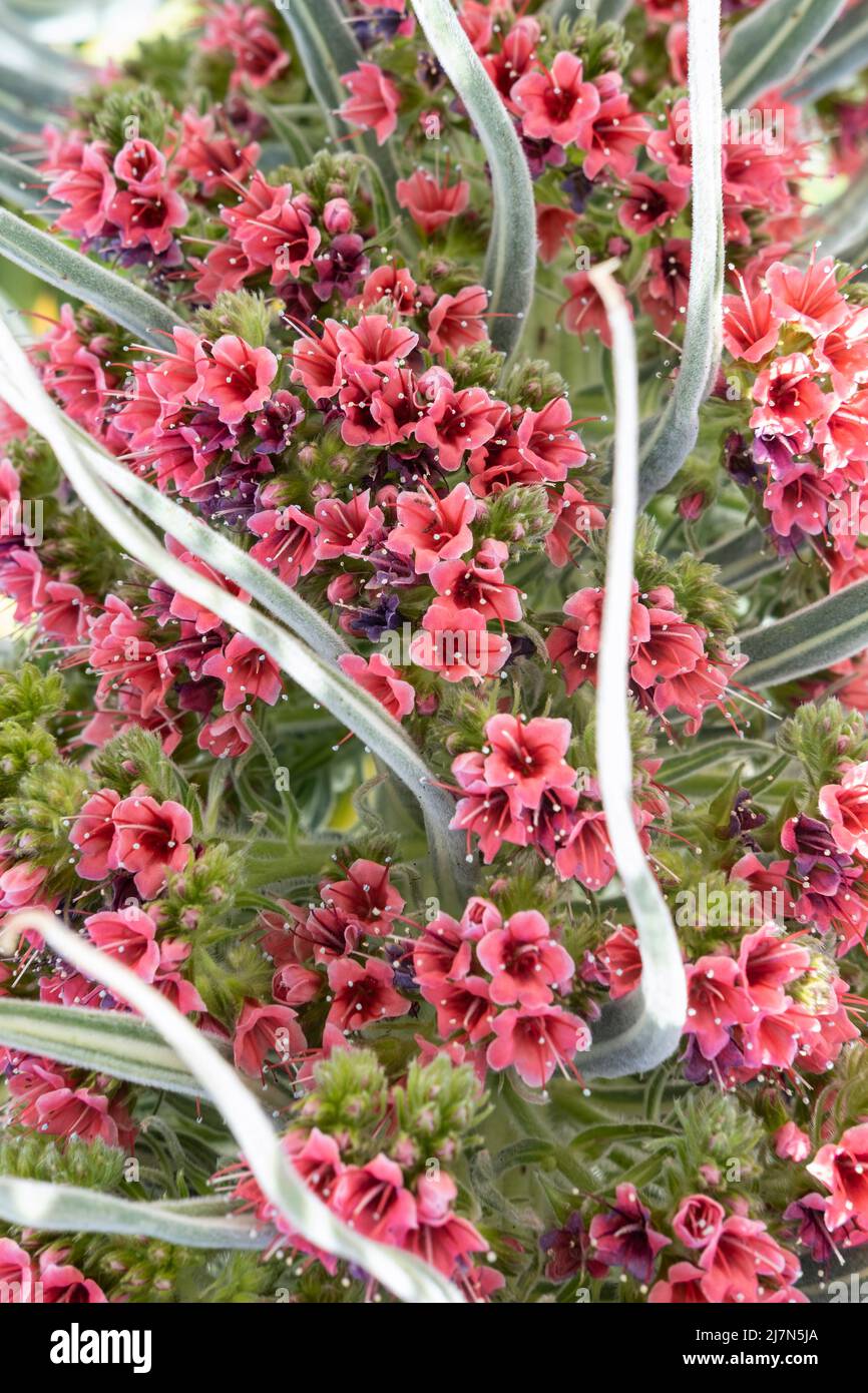 Close-up of the surreal inflorescence of Echium wildpretii, endemic ...