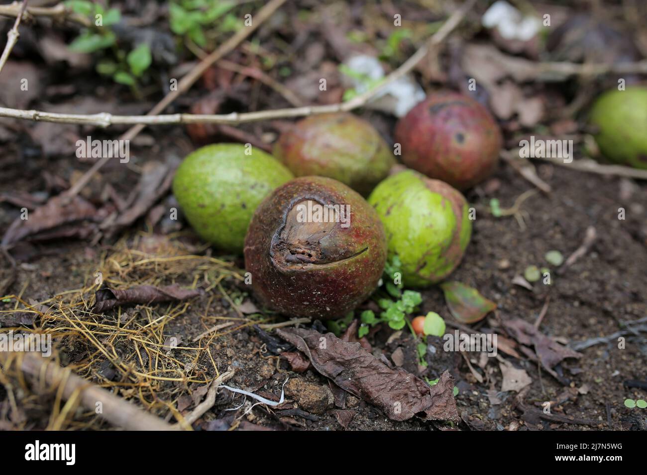 trash near the house and started to decompose Stock Photo - Alamy