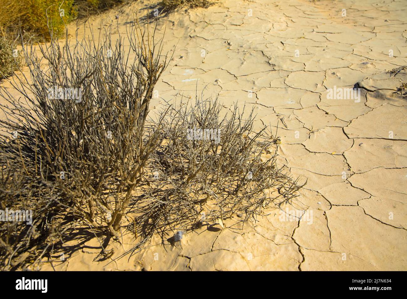 Mesquite Flat, sand dunes desert shrub creosote bushes in rugged arid ...