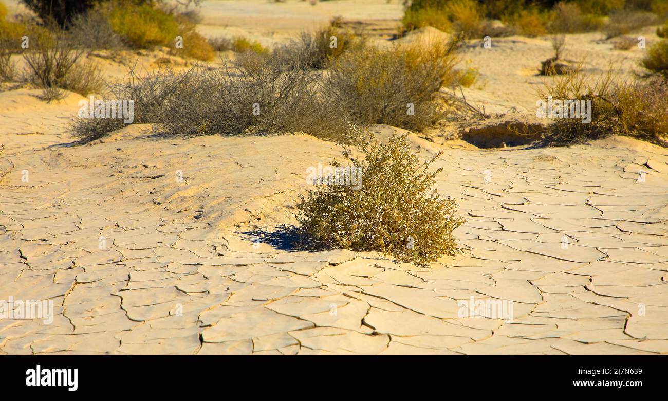 Mesquite Flat, sand dunes desert shrub creosote bushes in rugged arid ...