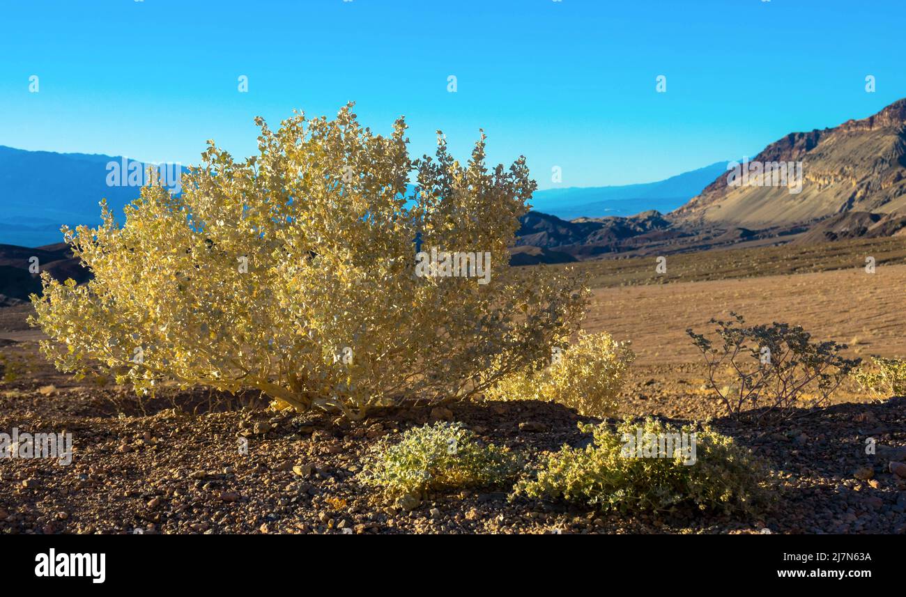 Mesquite Flat, sand dunes desert shrub creosote bushes in rugged arid ...
