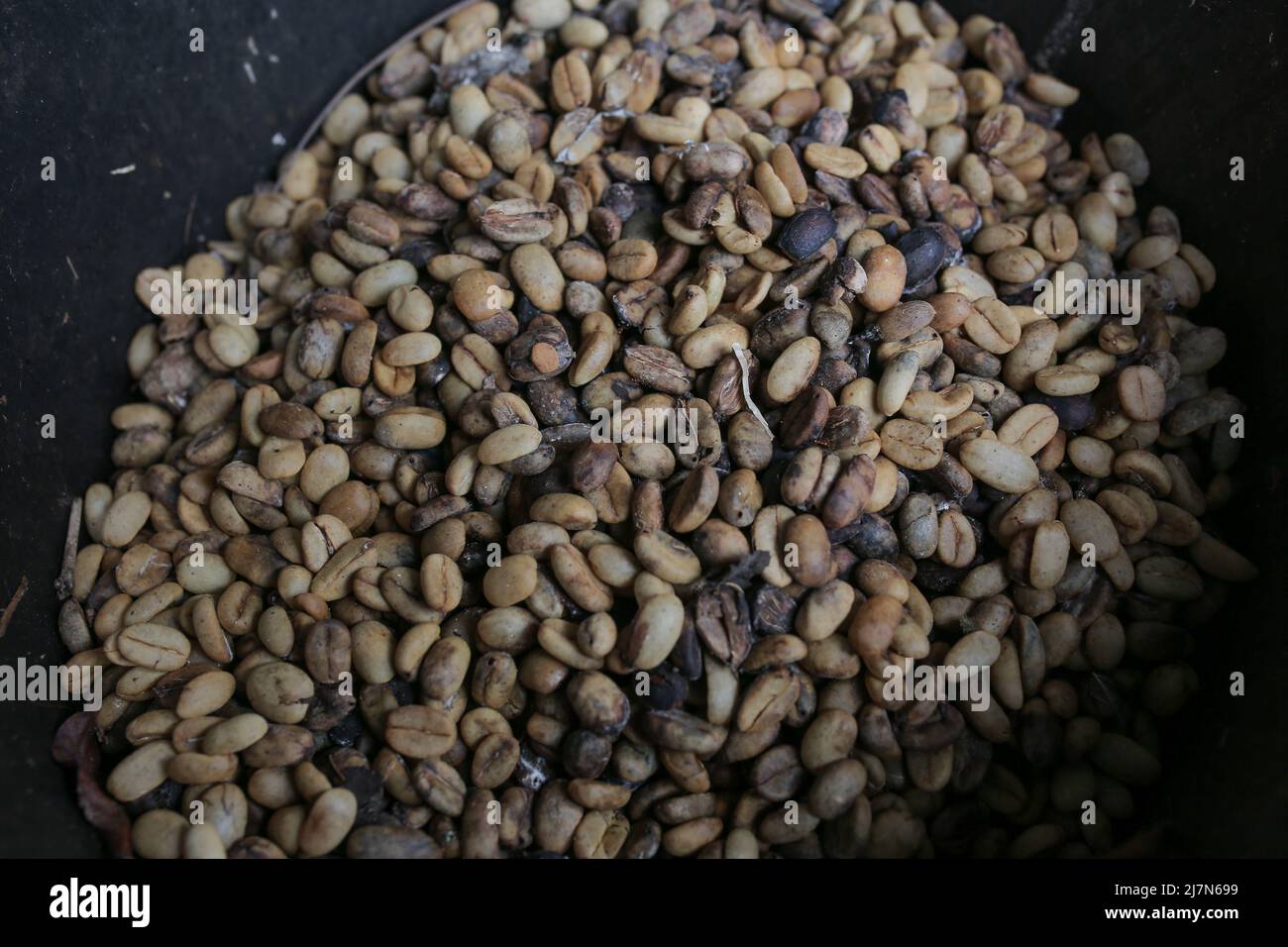 coffee beans that are rotten and not good anymore Stock Photo - Alamy
