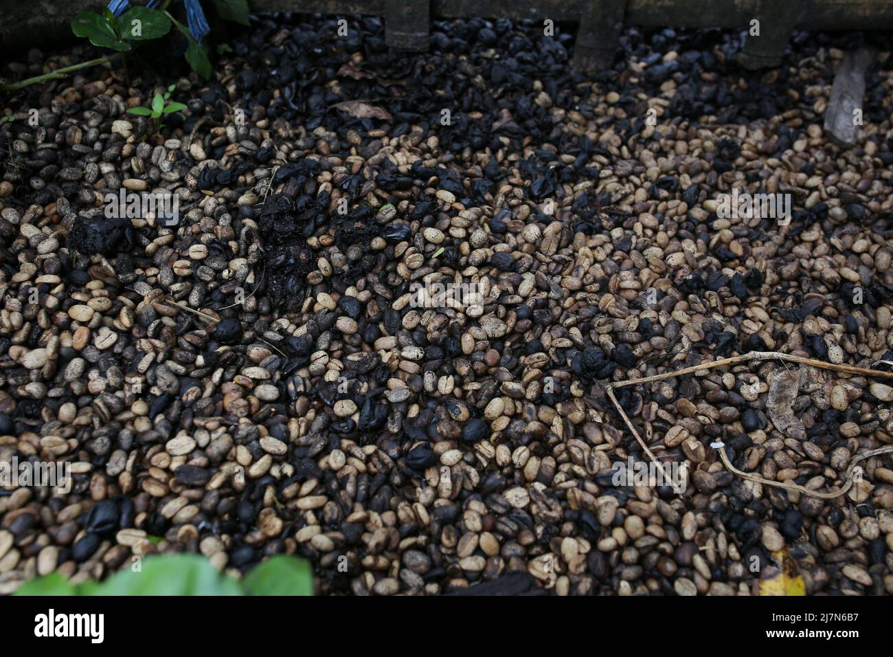 coffee beans that are rotten and not good anymore Stock Photo - Alamy