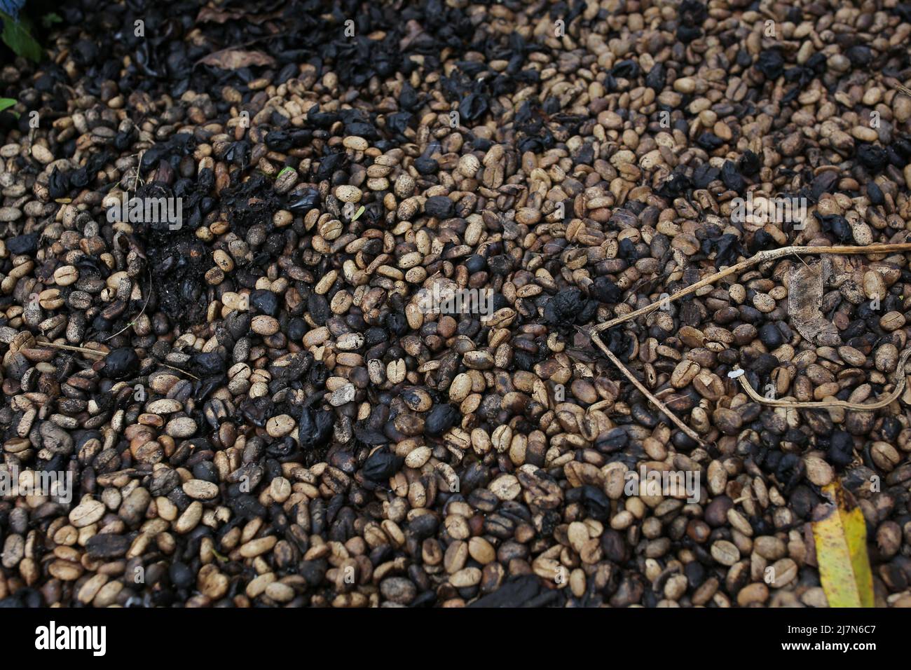 coffee beans that are rotten and not good anymore Stock Photo - Alamy