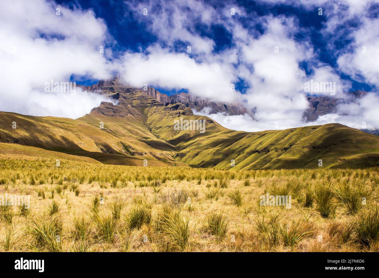 View of the Afro-alpine Grassland of the Drakensberg mountains with the ...