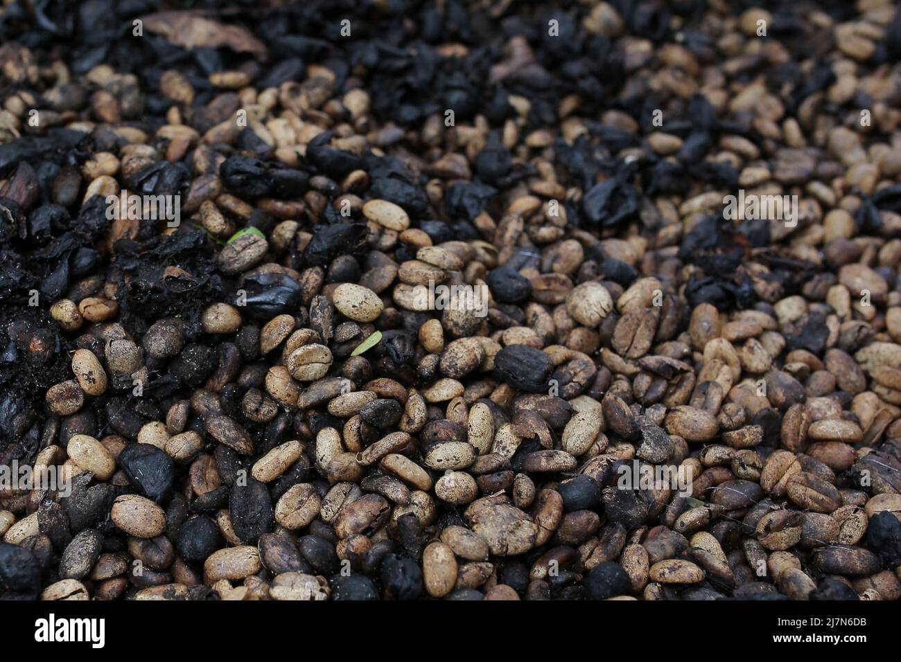 coffee beans that are rotten and not good anymore Stock Photo - Alamy