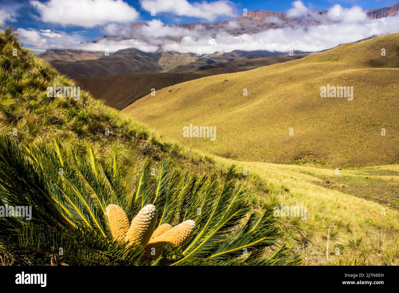 The high altitude Afro-alpine grass covered slopes of the Drakensberg ...