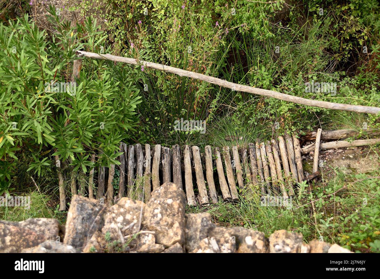 Bridge made of wood destroyed in the vegetation. Destruction, zenithal ...