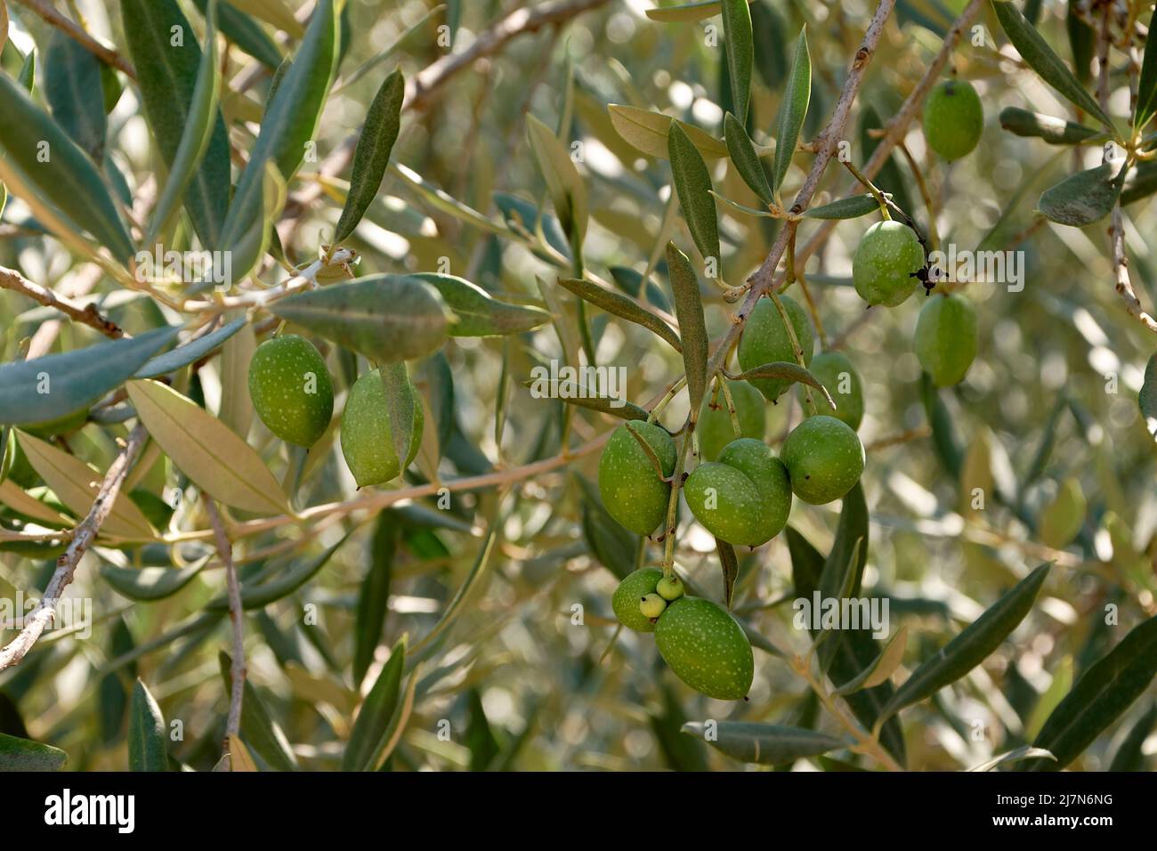 Set of olives on olive branch, details, macro photography.Mediterranean ...