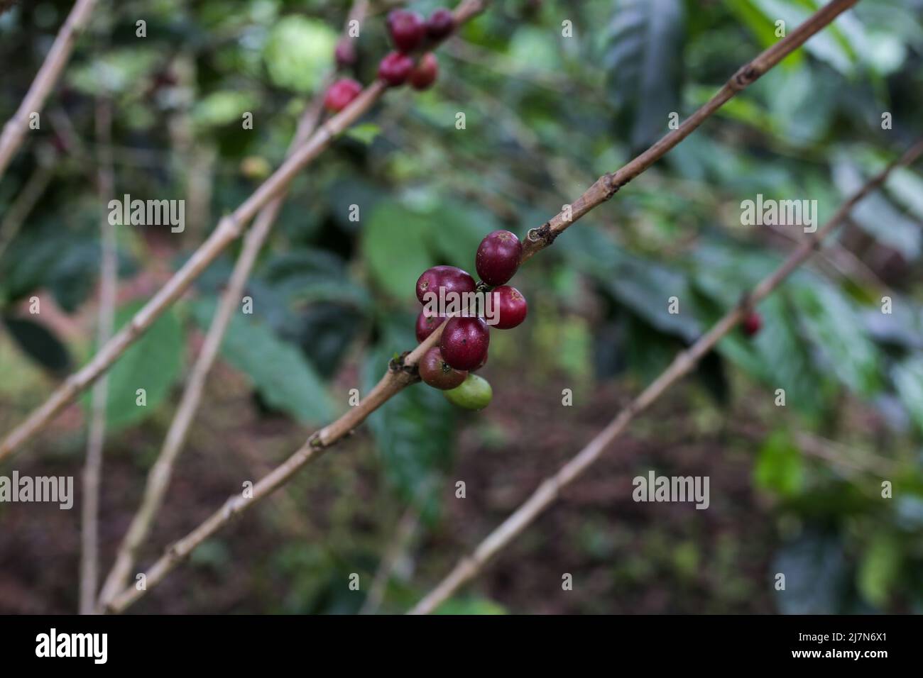 coffee cherries in the Gayo Highlands, Central Aceh Stock Photo - Alamy