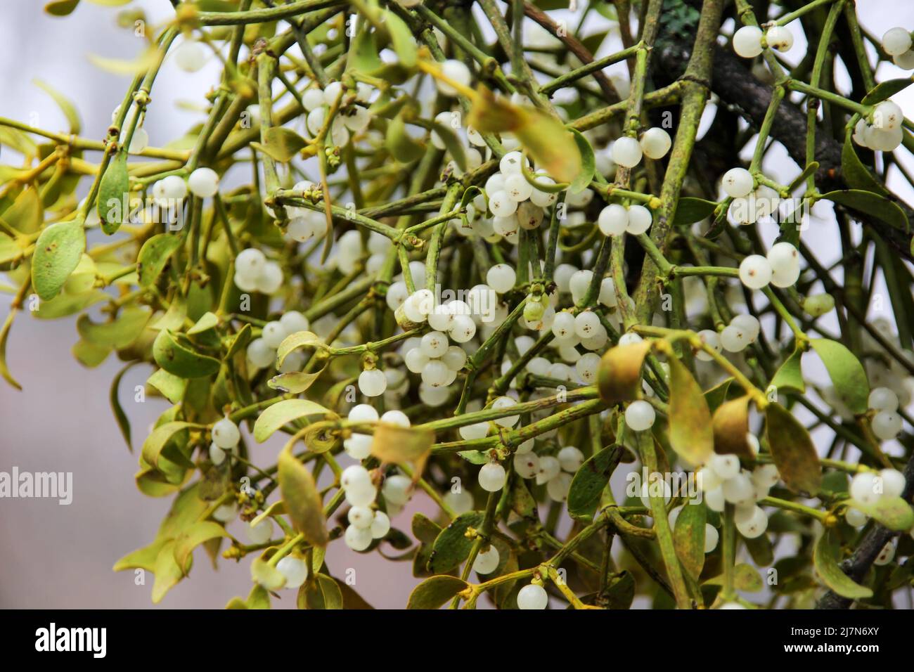 Season on tree hi-res stock photography and images - Alamy