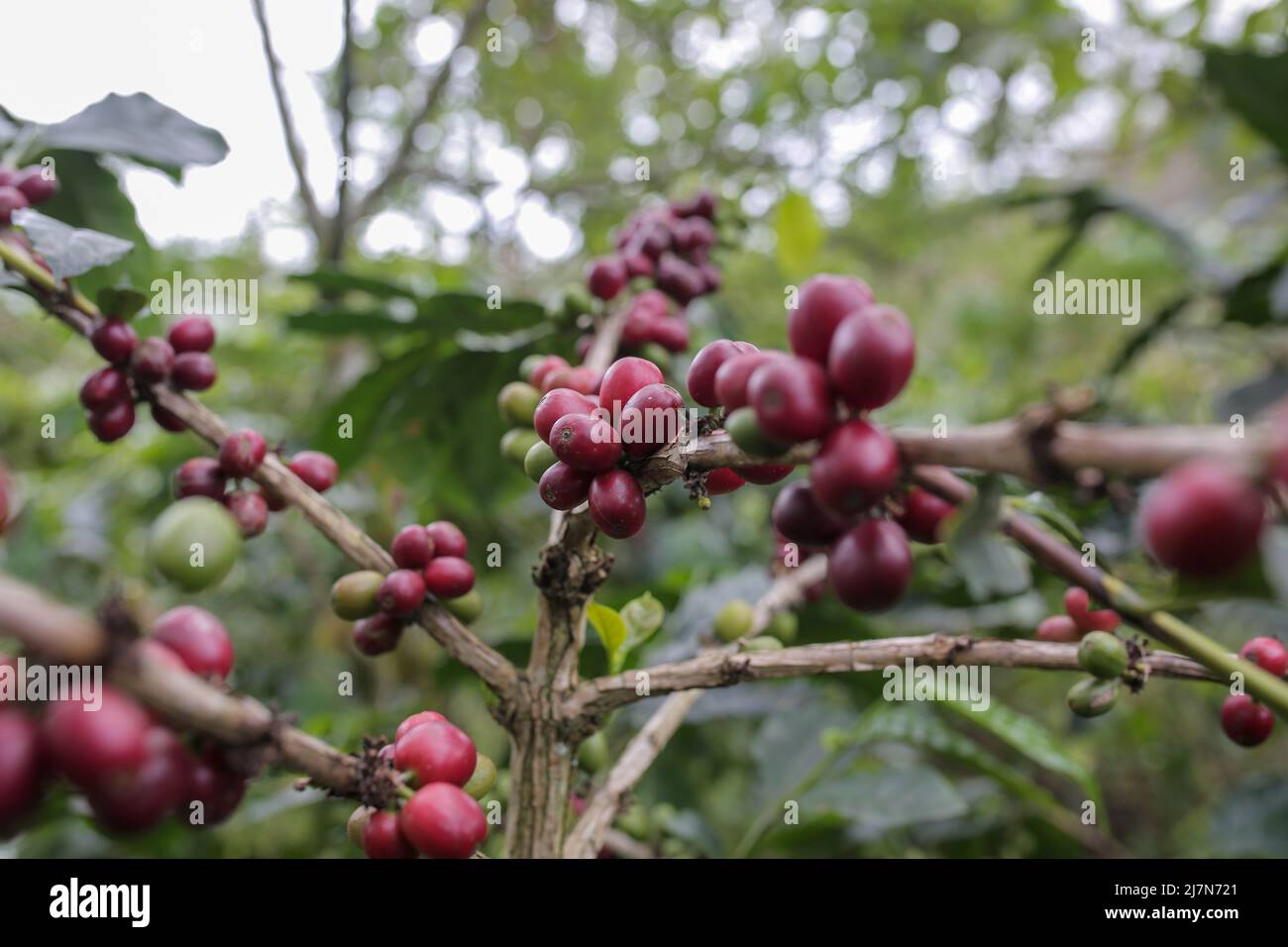 coffee cherries in the Gayo Highlands, Central Aceh Stock Photo - Alamy