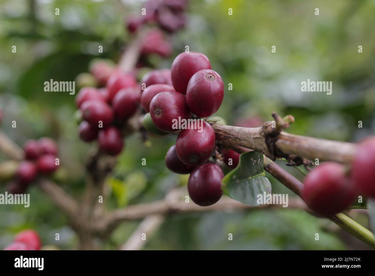 coffee cherries in the Gayo Highlands, Central Aceh Stock Photo - Alamy