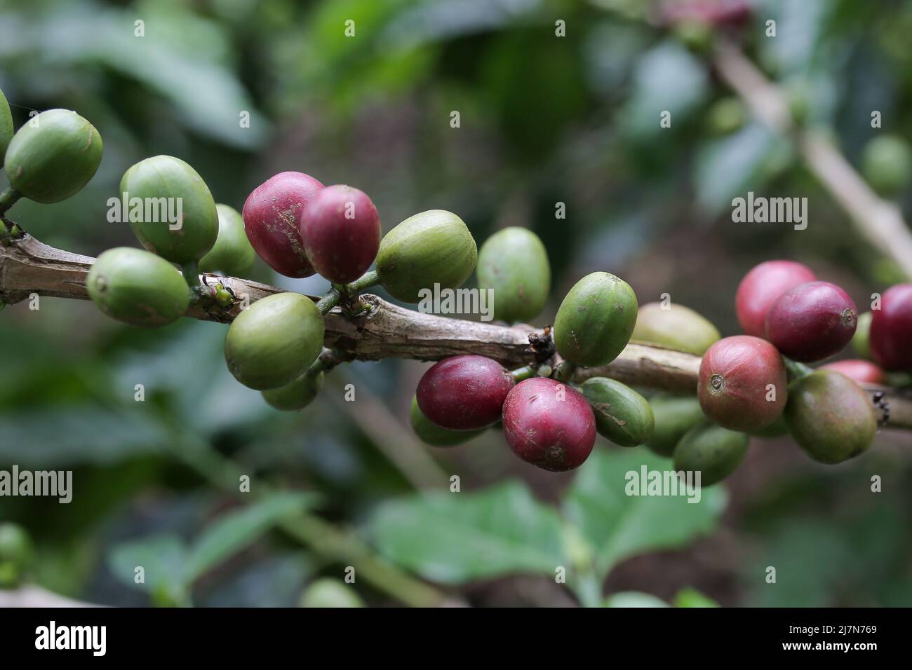 coffee cherries in the Gayo Highlands, Central Aceh Stock Photo - Alamy