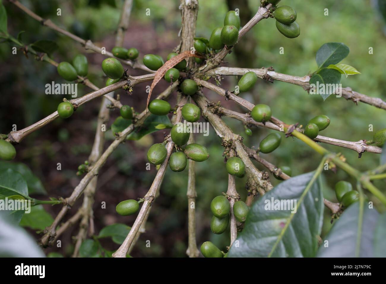 coffee cherries in the Gayo Highlands, Central Aceh Stock Photo - Alamy