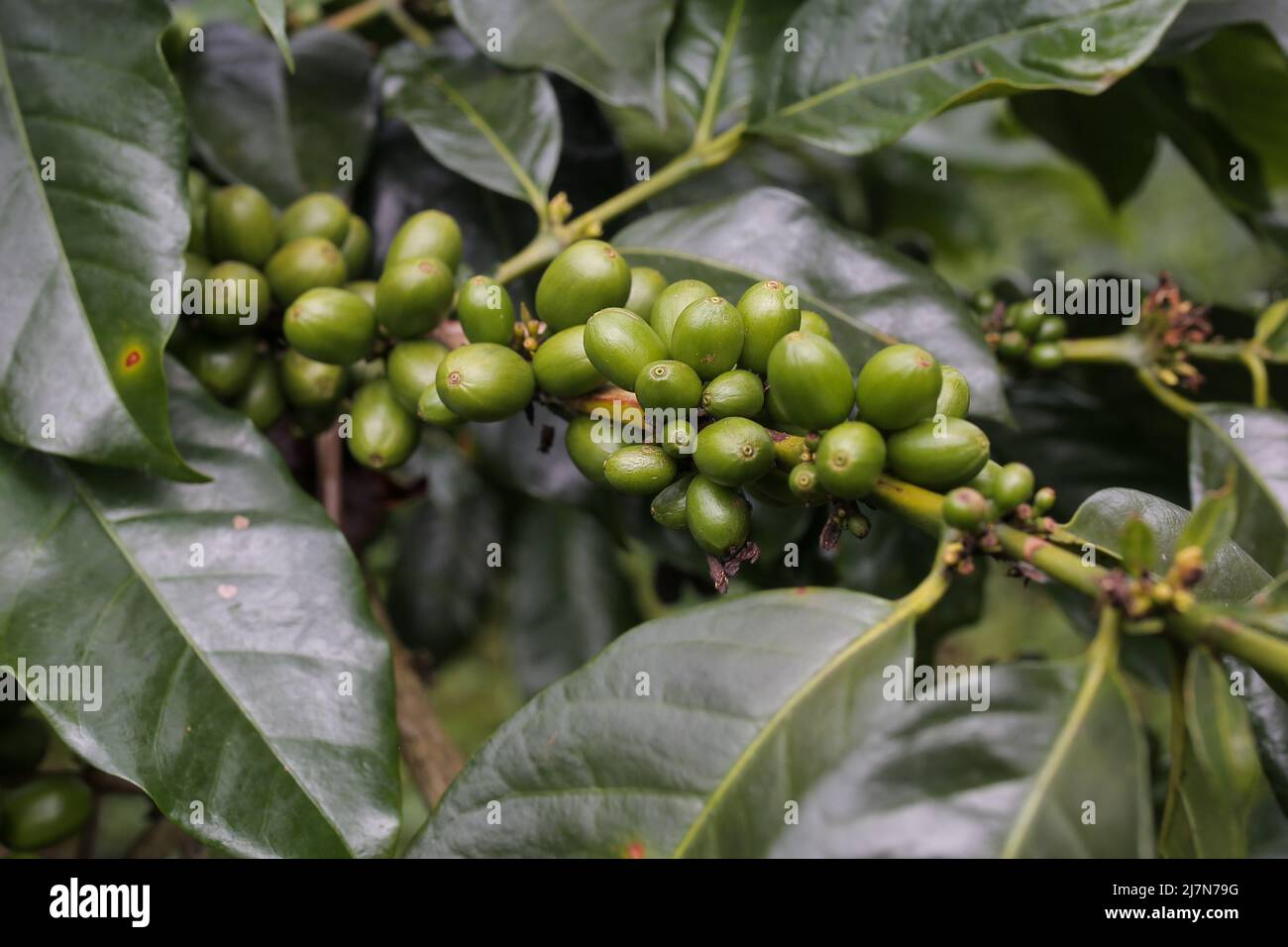 coffee cherries in the Gayo Highlands, Central Aceh Stock Photo - Alamy